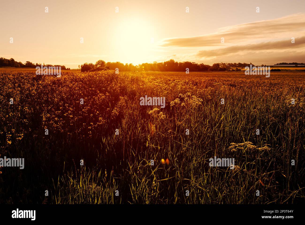 Beautiful spring sunrise or sunset light over farmland with canola ...