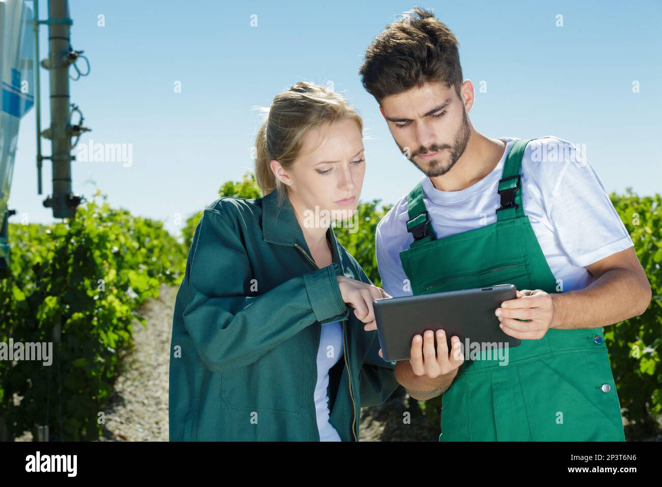 winemarkers in vine rows checking grapes quality Stock Photo - Alamy