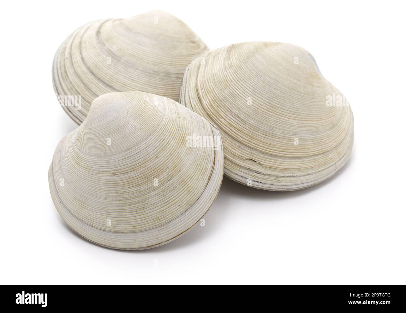 kagamigai, Dosinia japonica isolated on white background Stock Photo ...