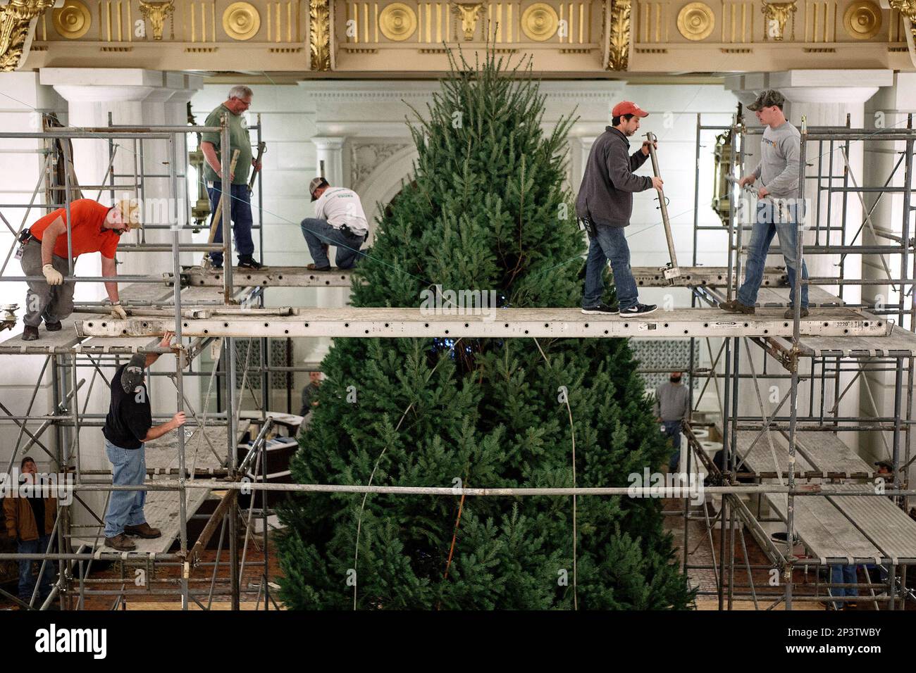 A 22-foot Douglas fir Christmas tree is set up in the Capitol rotunda ...