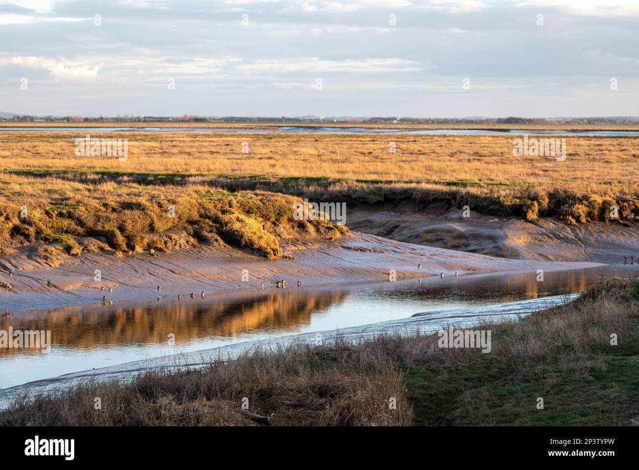 Salt marsh on the Ribble estuary, Lytham St Annes, Fylde in Lancashire ...