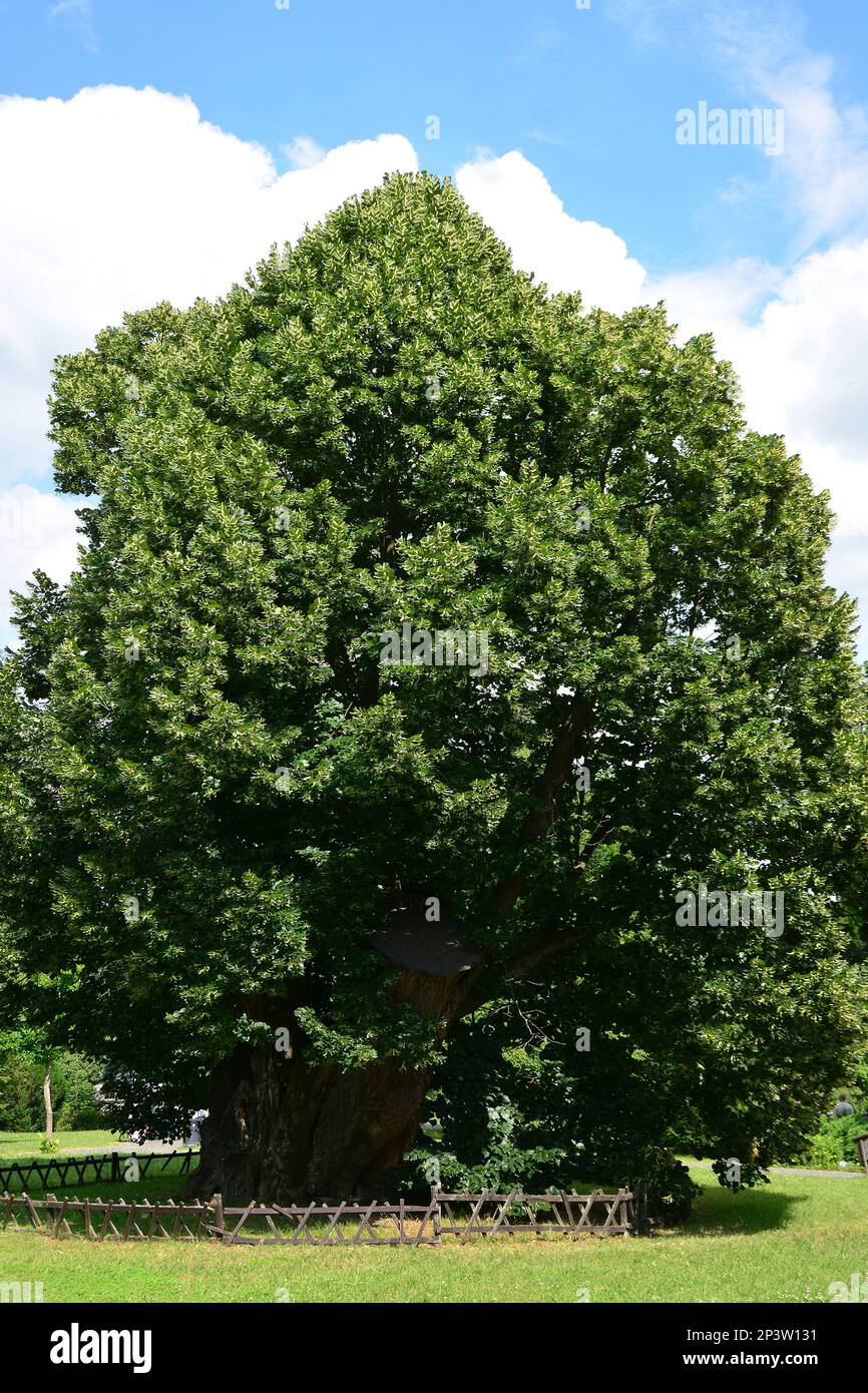 The King Matthias Linden Tree, approximately 700 years old, Bojnice ...