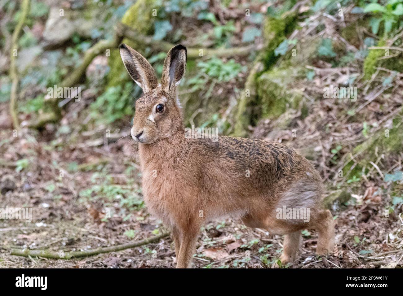 Hare in the woodland Stock Photo - Alamy