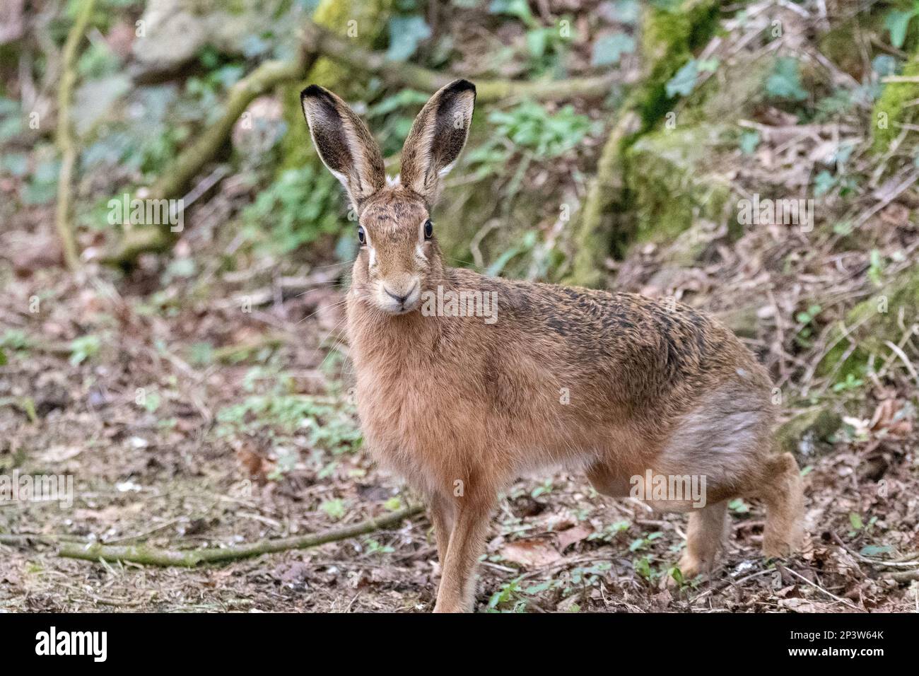 Four legged runner hi-res stock photography and images - Alamy