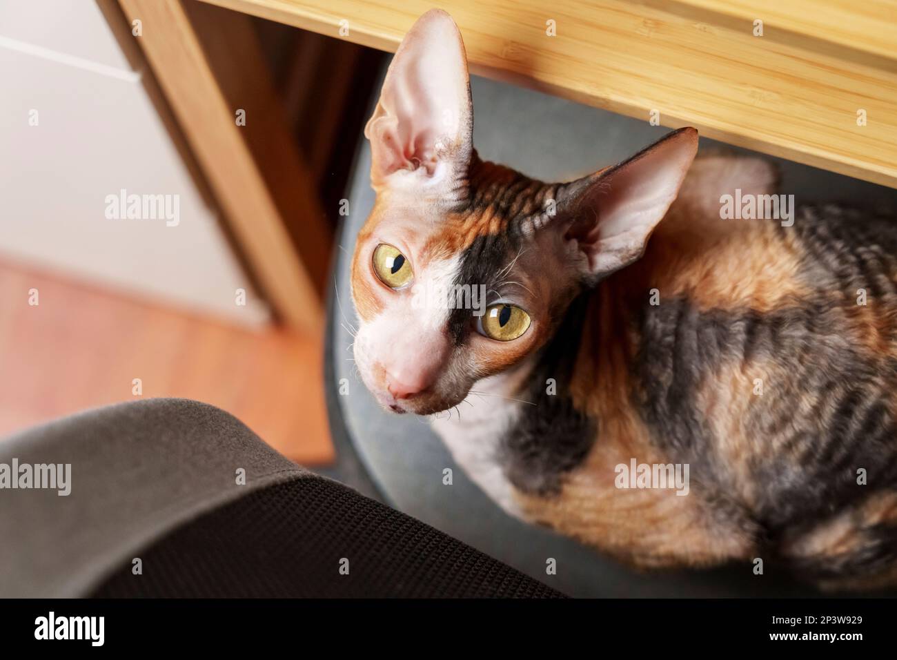 Beautiful domestic Cornish Rex cat looking at the camera on a chair in ...