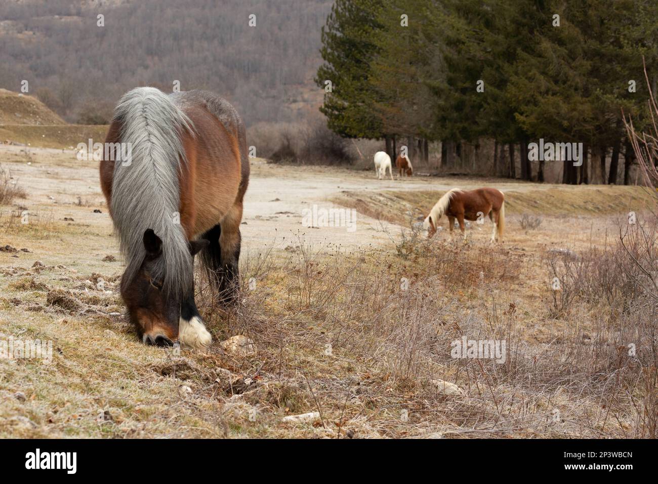 Horse environment hi-res stock photography and images - Alamy