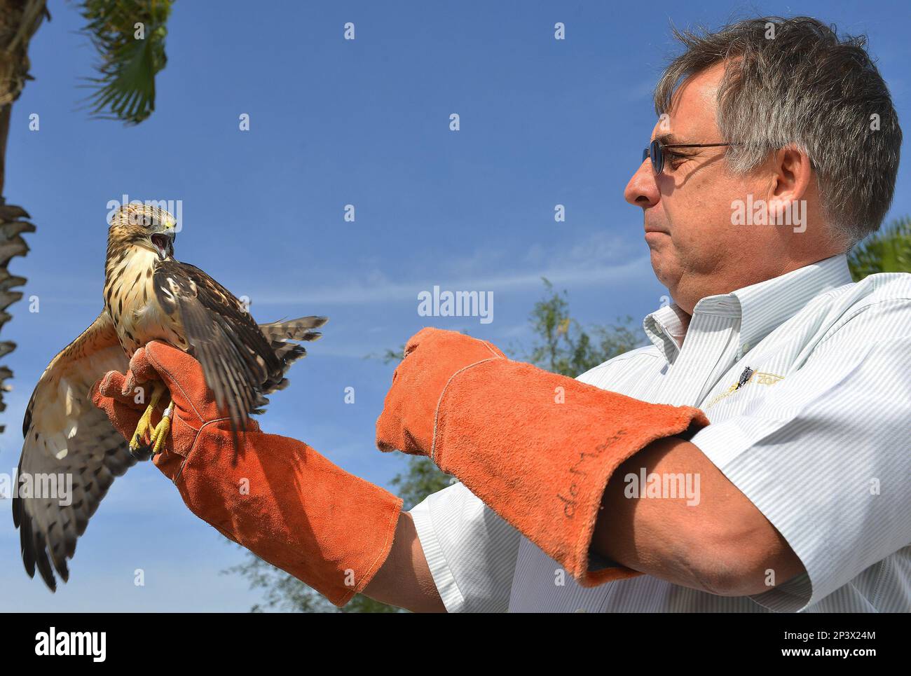 Gladys Porter Zoo veterinarian Thomas DeMarr prepares to release a ...