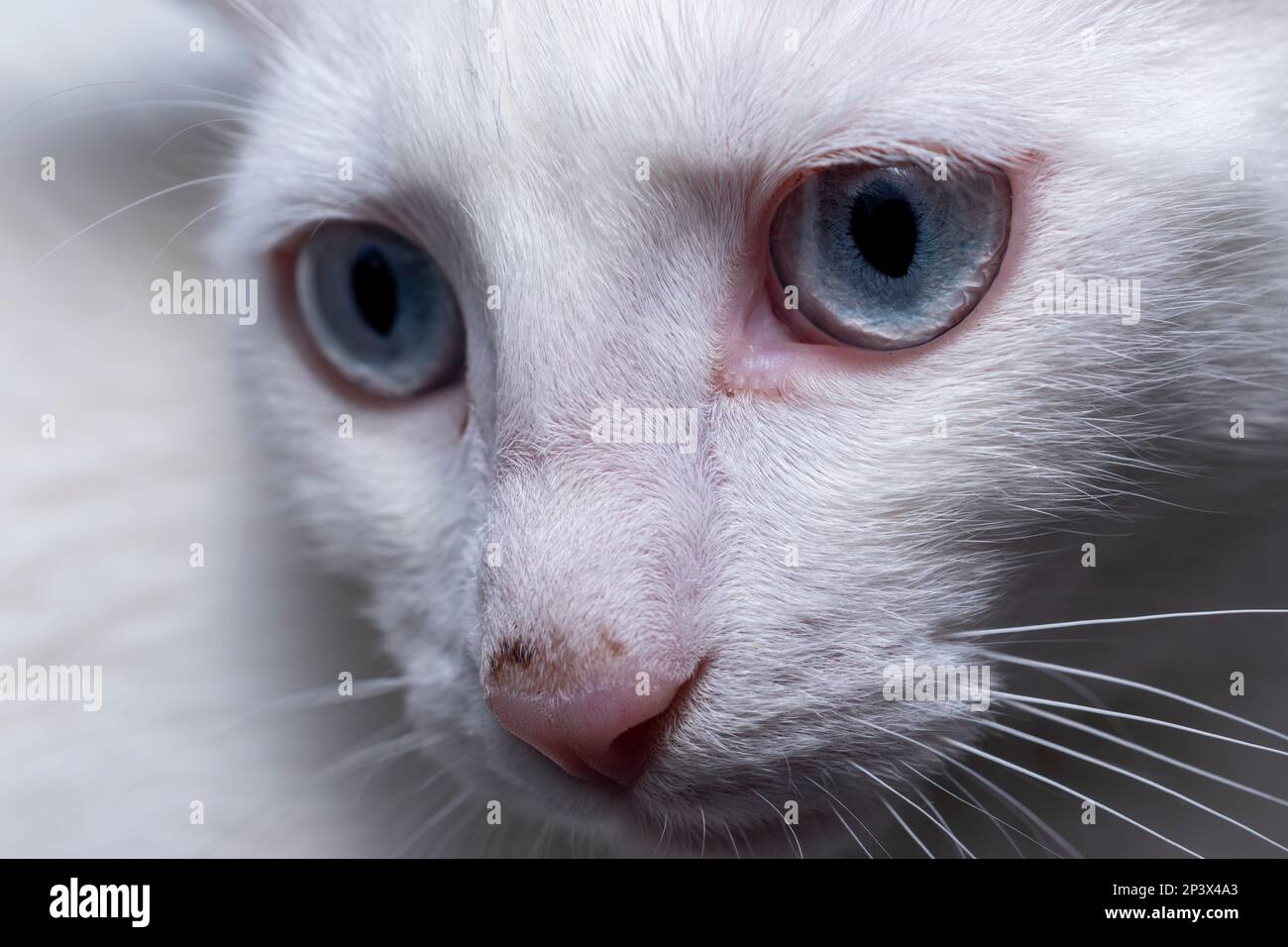 White cat head hi-res stock photography and images - Alamy
