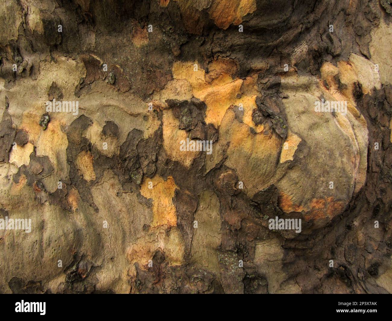 Buttonwood tree hi-res stock photography and images - Alamy