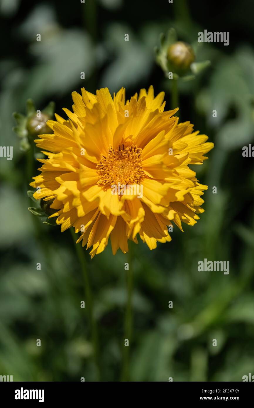 Coreopsis grandiflora or large-flowered tickseed yellow flowers in the ...