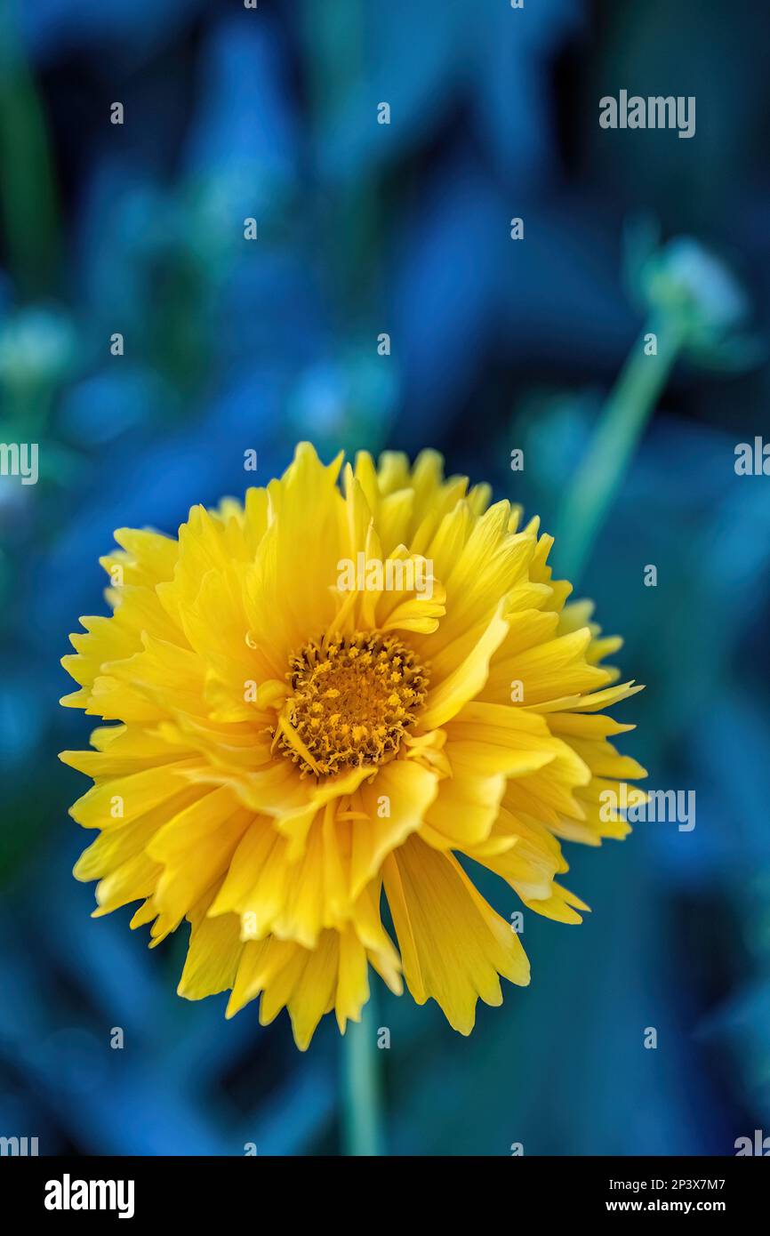 Coreopsis grandiflora or large-flowered tickseed yellow flowers in the ...