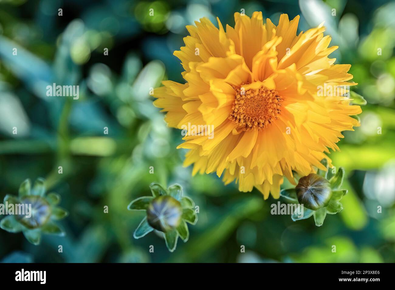 Coreopsis grandiflora or large-flowered tickseed yellow flowers in the ...