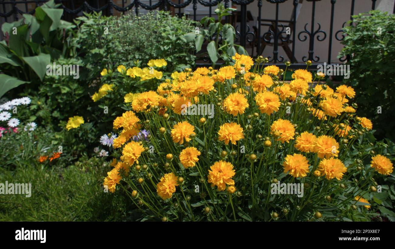 Coreopsis grandiflora or large-flowered tickseed yellow flowers in the ...