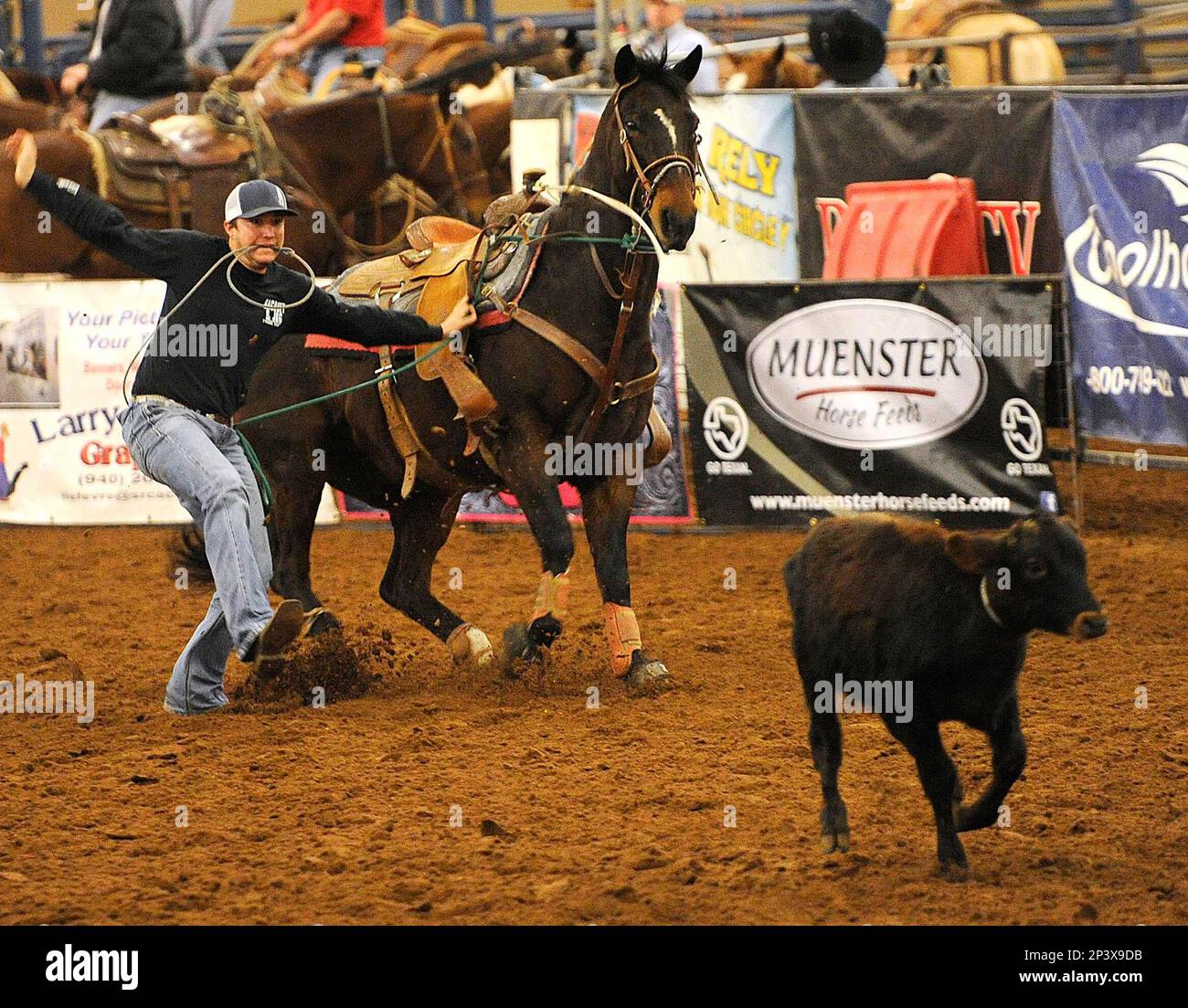 Tanner Fleet chases down a calf he roped during the Ultimate Calf ...