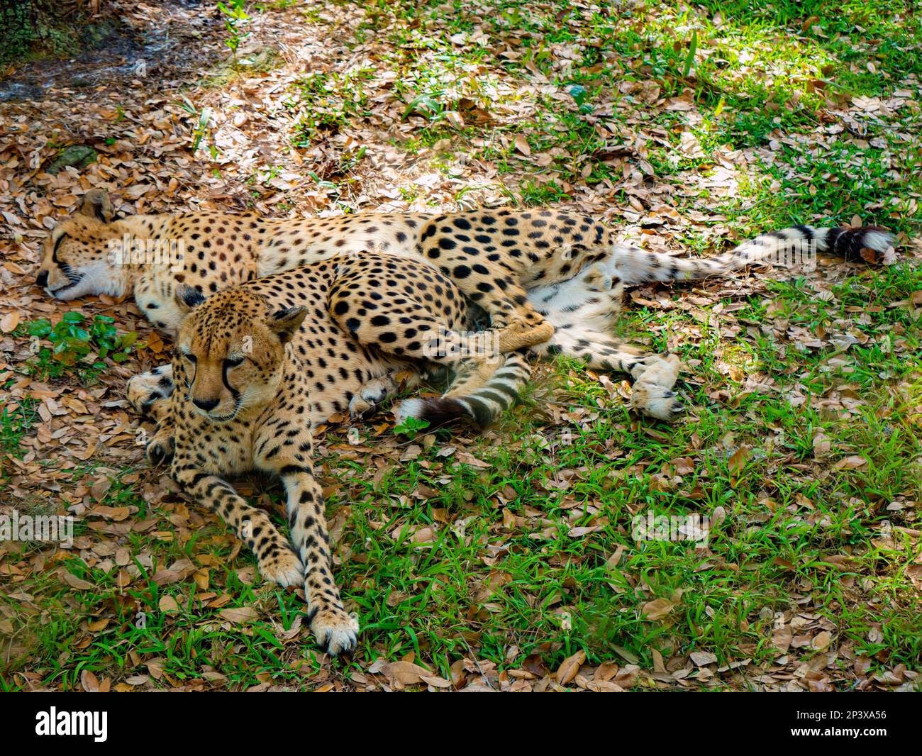 Central florida zoo botanical gardens hi-res stock photography and ...