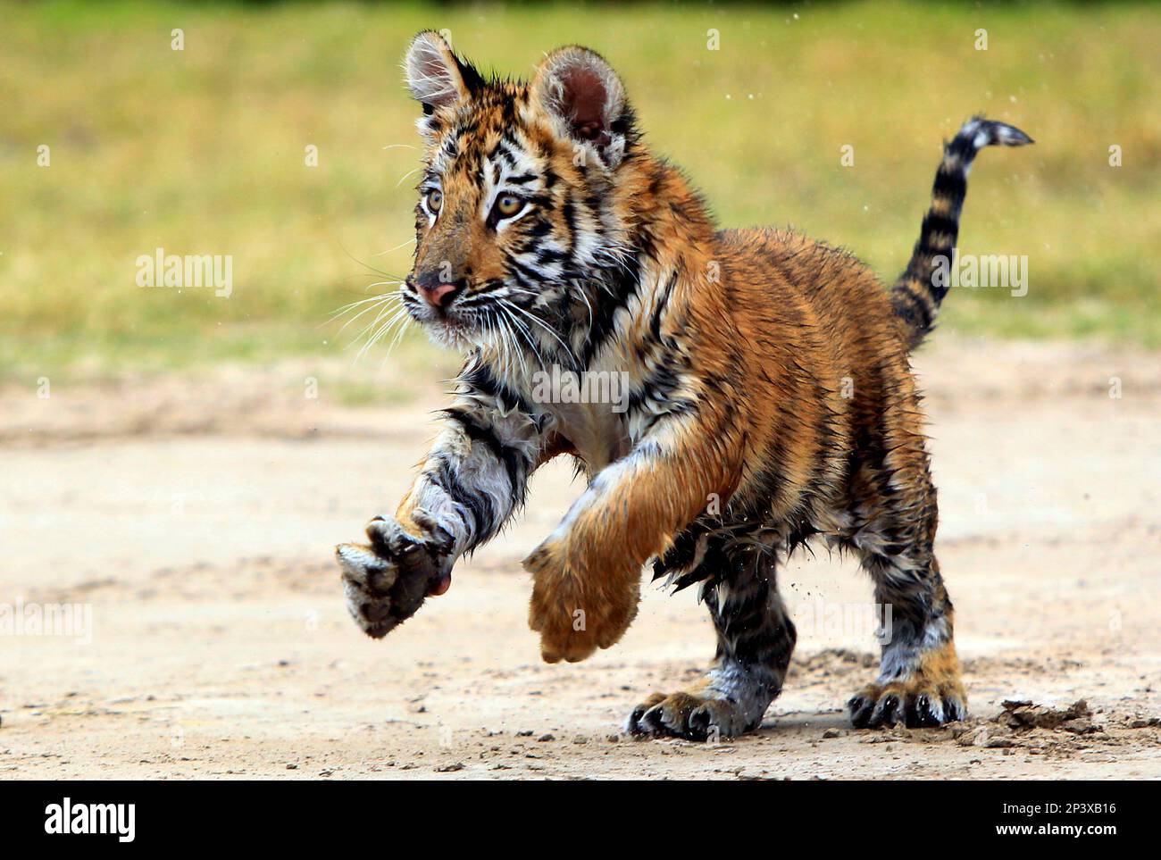 Coco, a 20-week-old Bengal tiger, plays on the grounds of the Zoologico ...