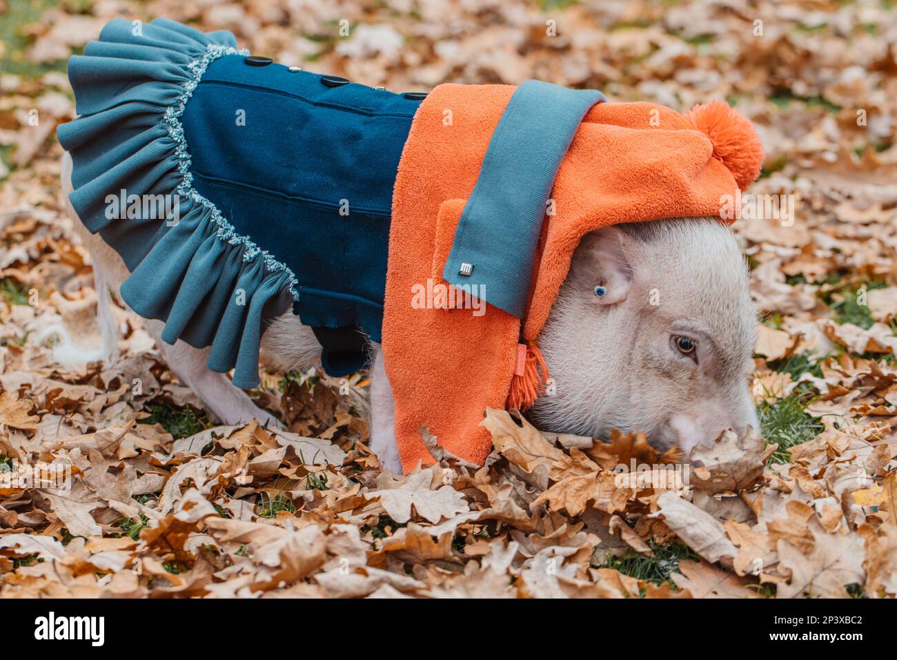 White mini pig in a smart suit posing on an autumn background Stock ...