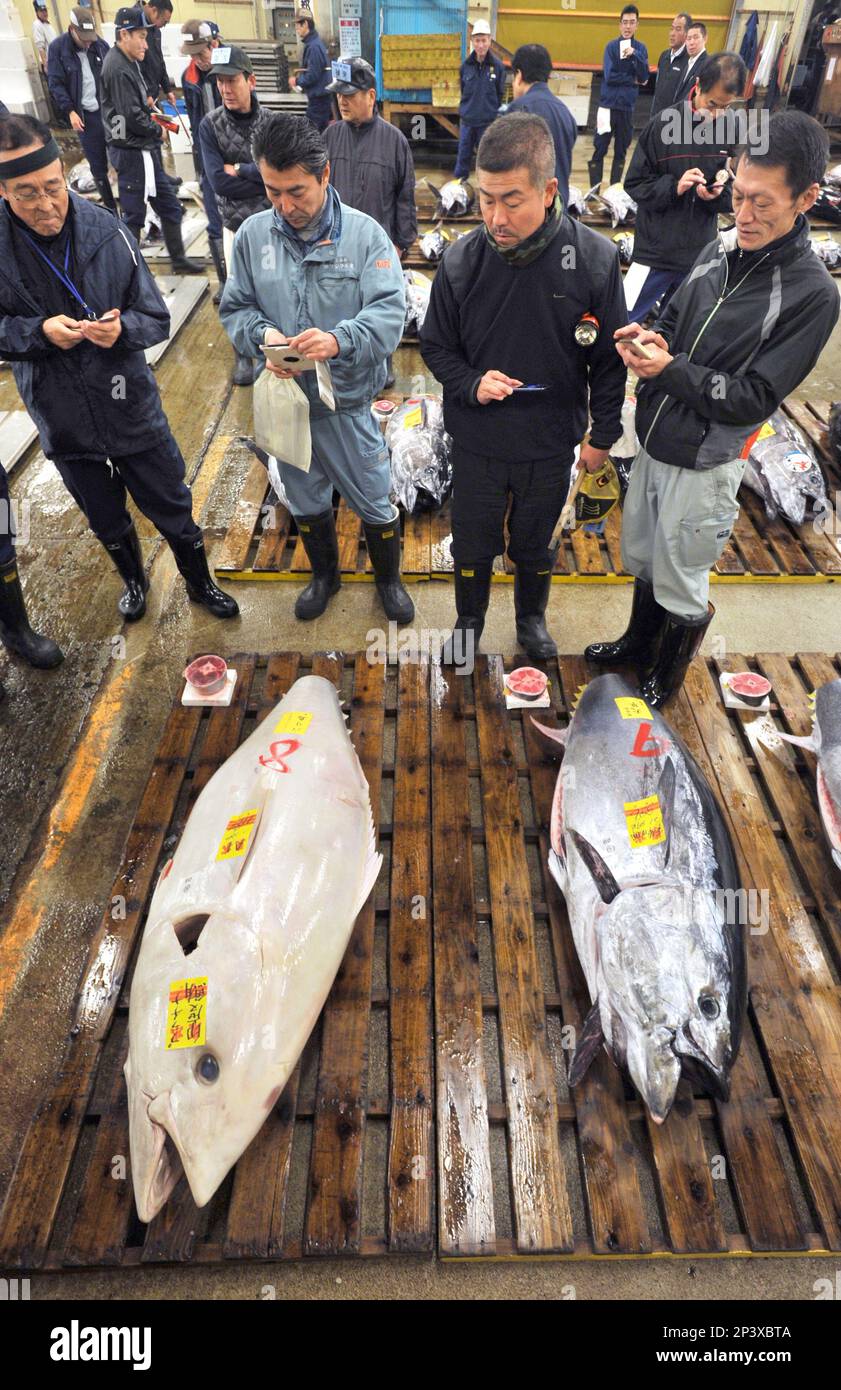 A rare white bluefin tuna (L) is shwon at the Tsukiji Fish Market in ...