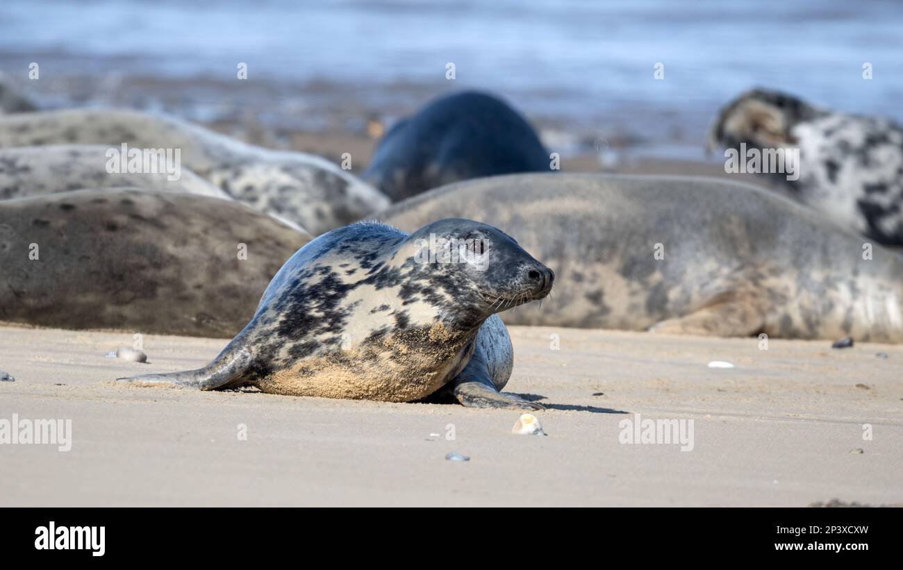 Grey Seals Halichoerus grypus resting on the North East Norfolk beach ...