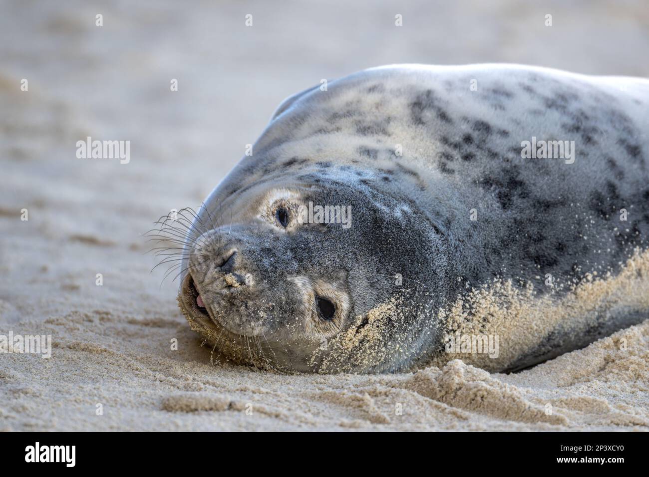 Winterton seals hi-res stock photography and images - Alamy