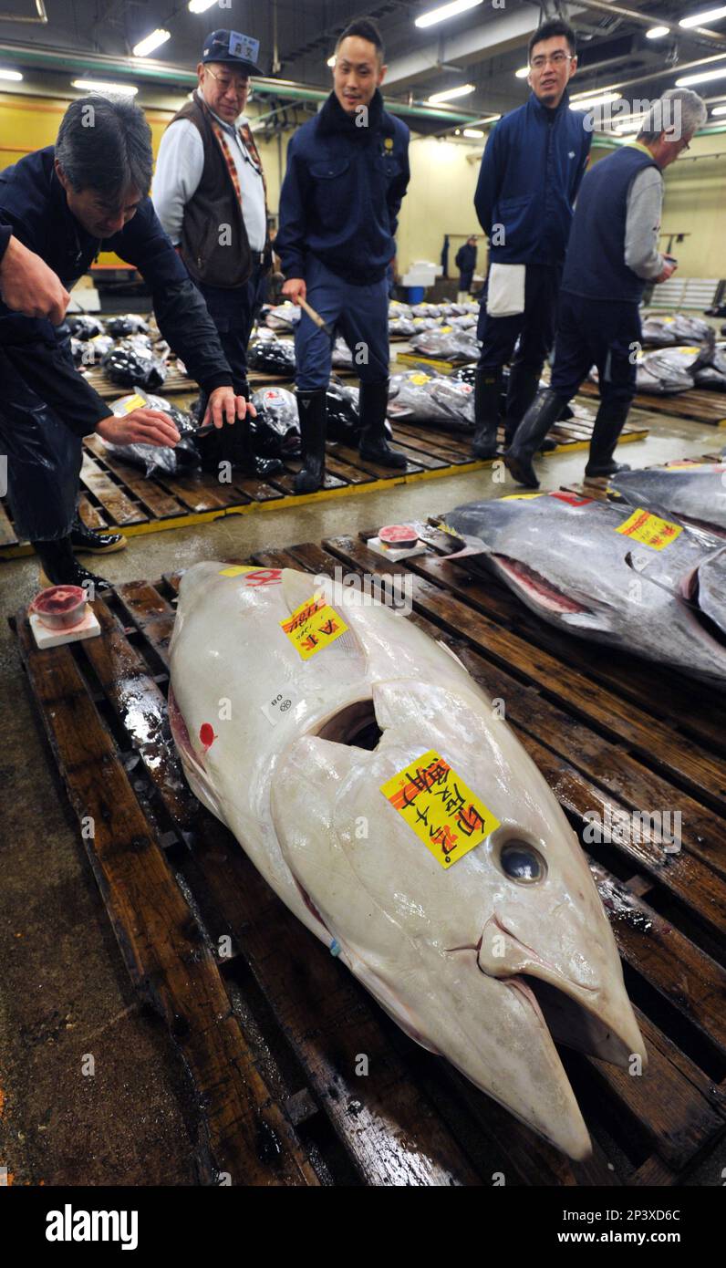 A rare white bluefin tune is shwon at the Tsukiji Fish Market in Chuo ...