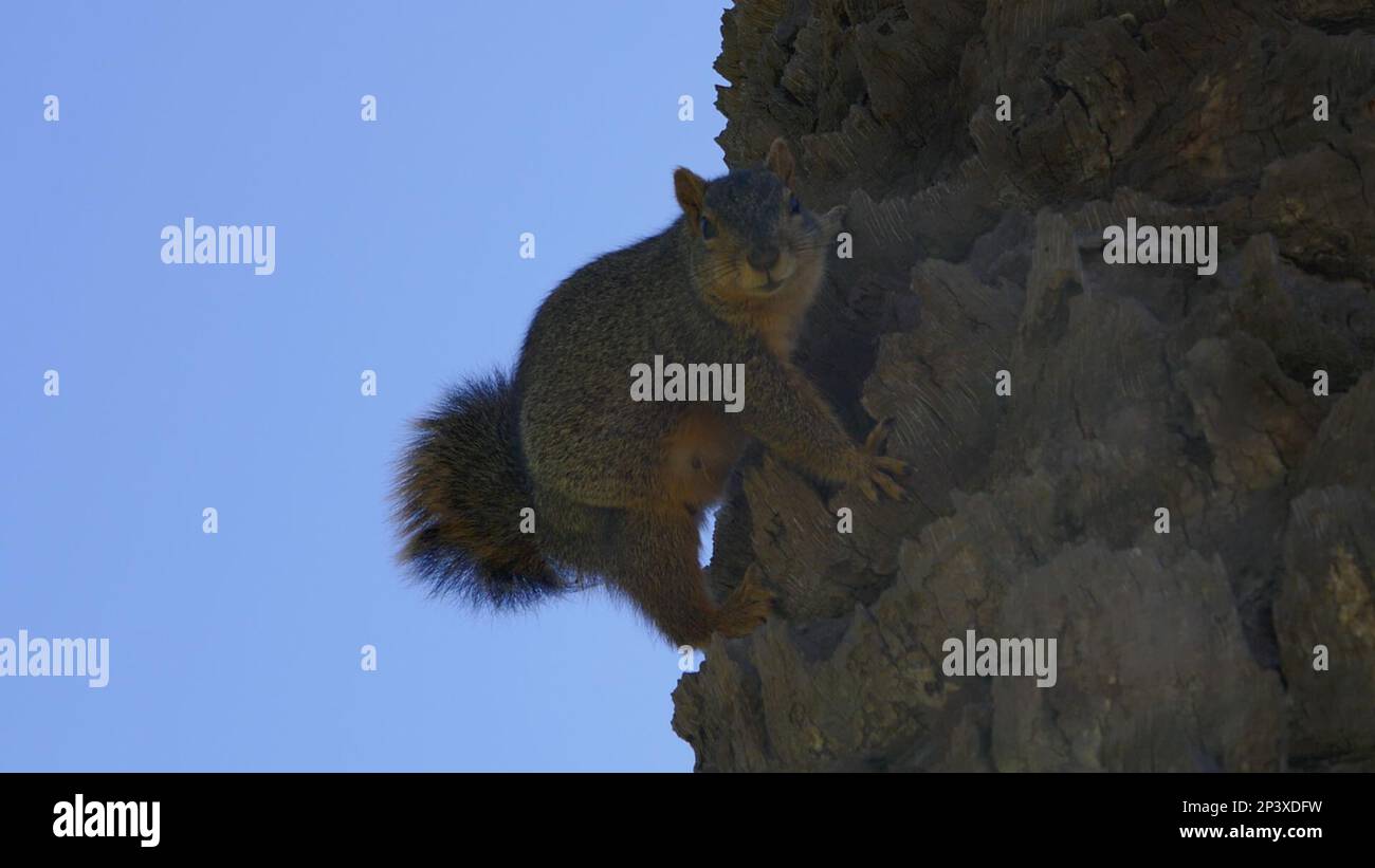 Long Beach, California, USA 2nd March 2023 Squirrel at Forest Lawn Long ...