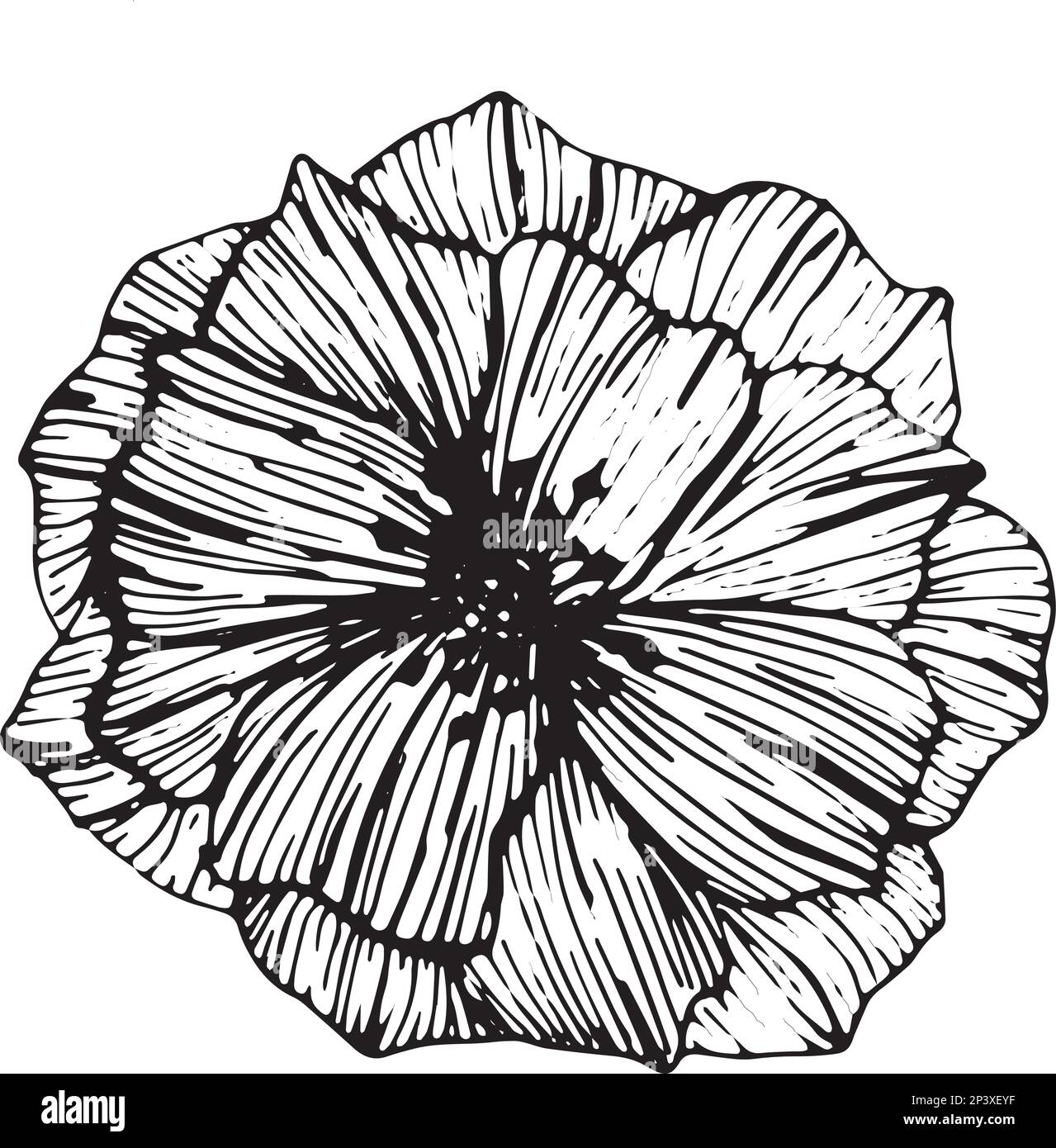 Anemone flowers drawing illustration vector and clipart Stock Vector ...