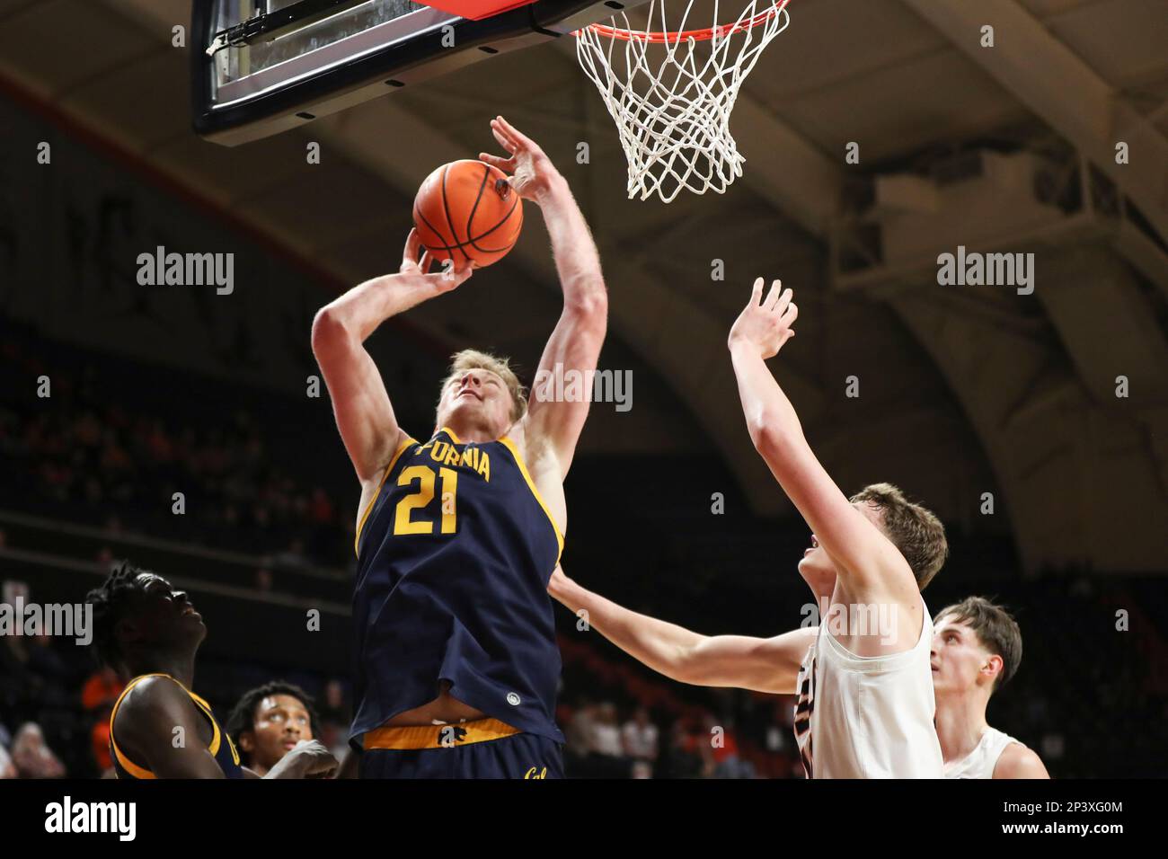 California forward Lars Thiemann (21) drives to the basket as Oregon ...