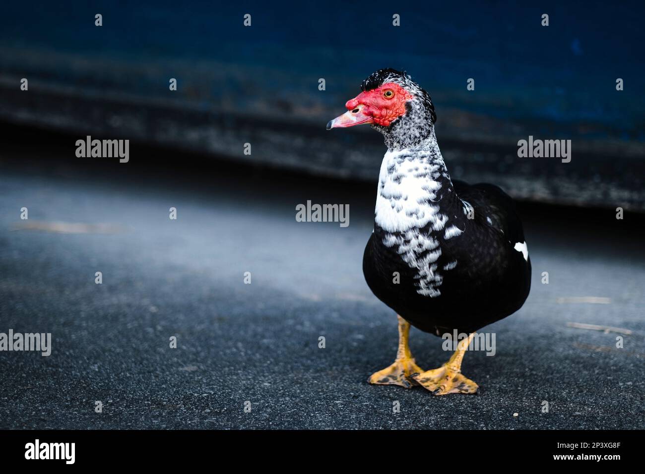 Closeup white musk duck hi-res stock photography and images - Alamy