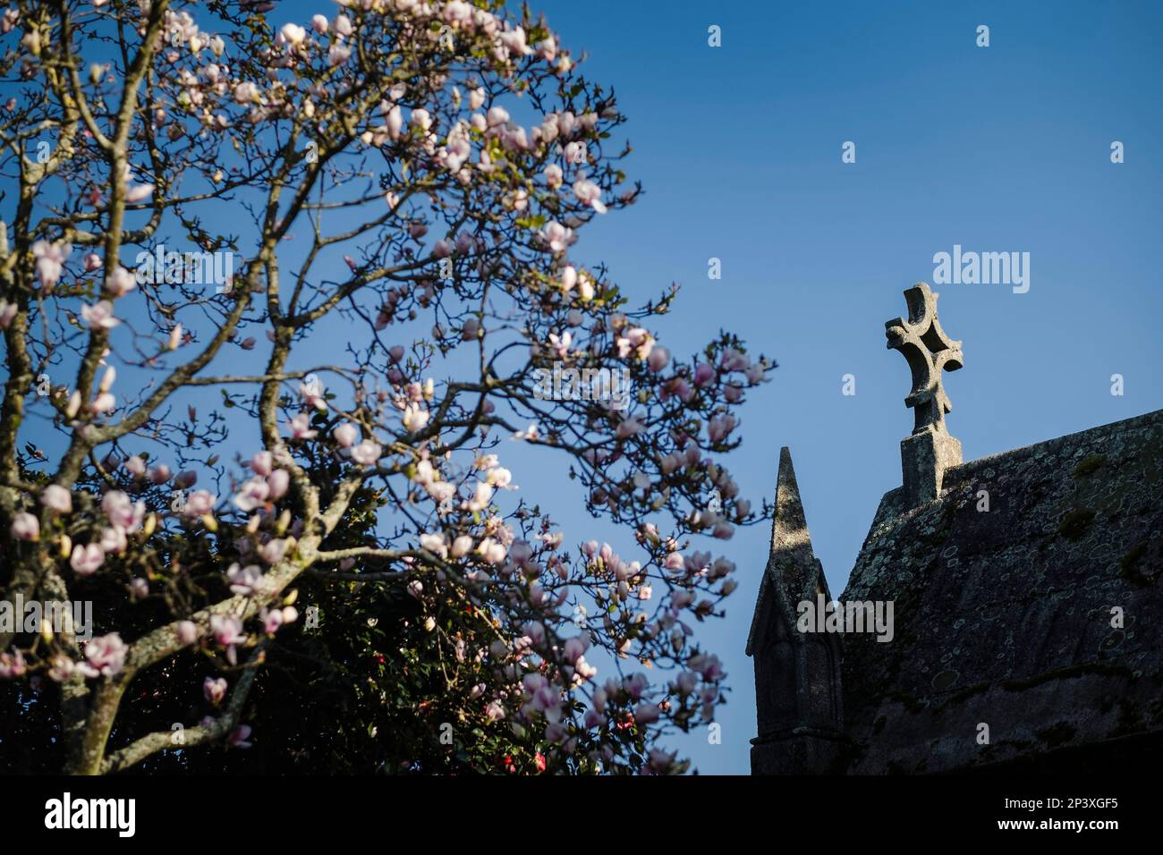 The crosses of the ancient crypt against a background of blooming ...