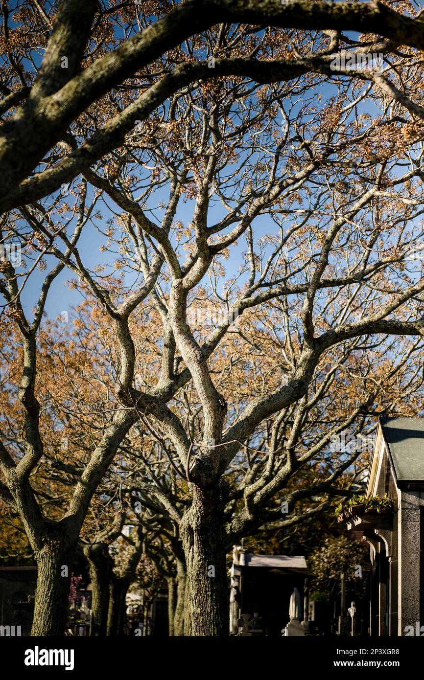 A view of the trees on the alley in the ancient cemetery. Porto ...