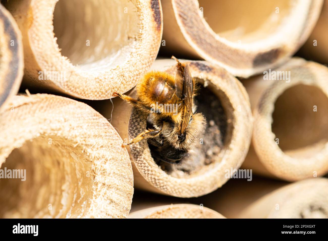 Solitary bee on her nesting tube, artificial nesting aid, insect hotel ...
