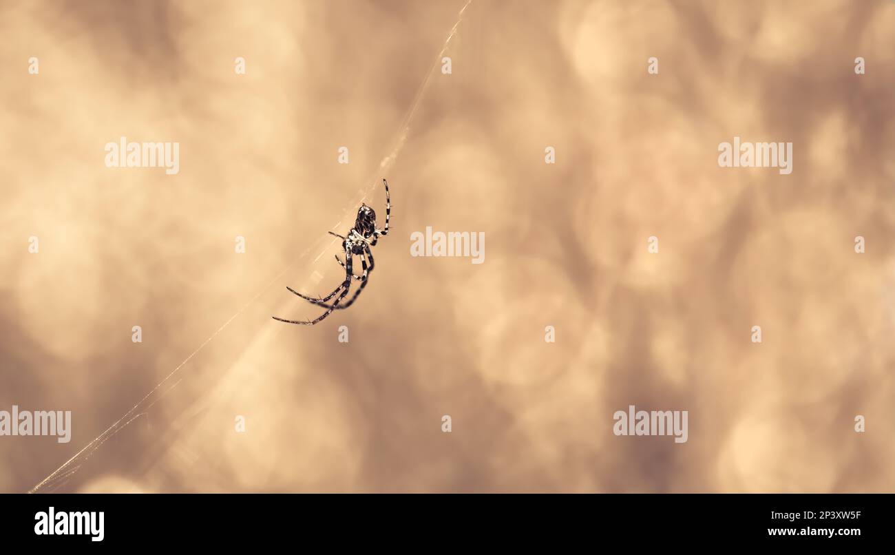 Macro of a tiny spider in a spiderweb from the side,glittery-dreamy ...