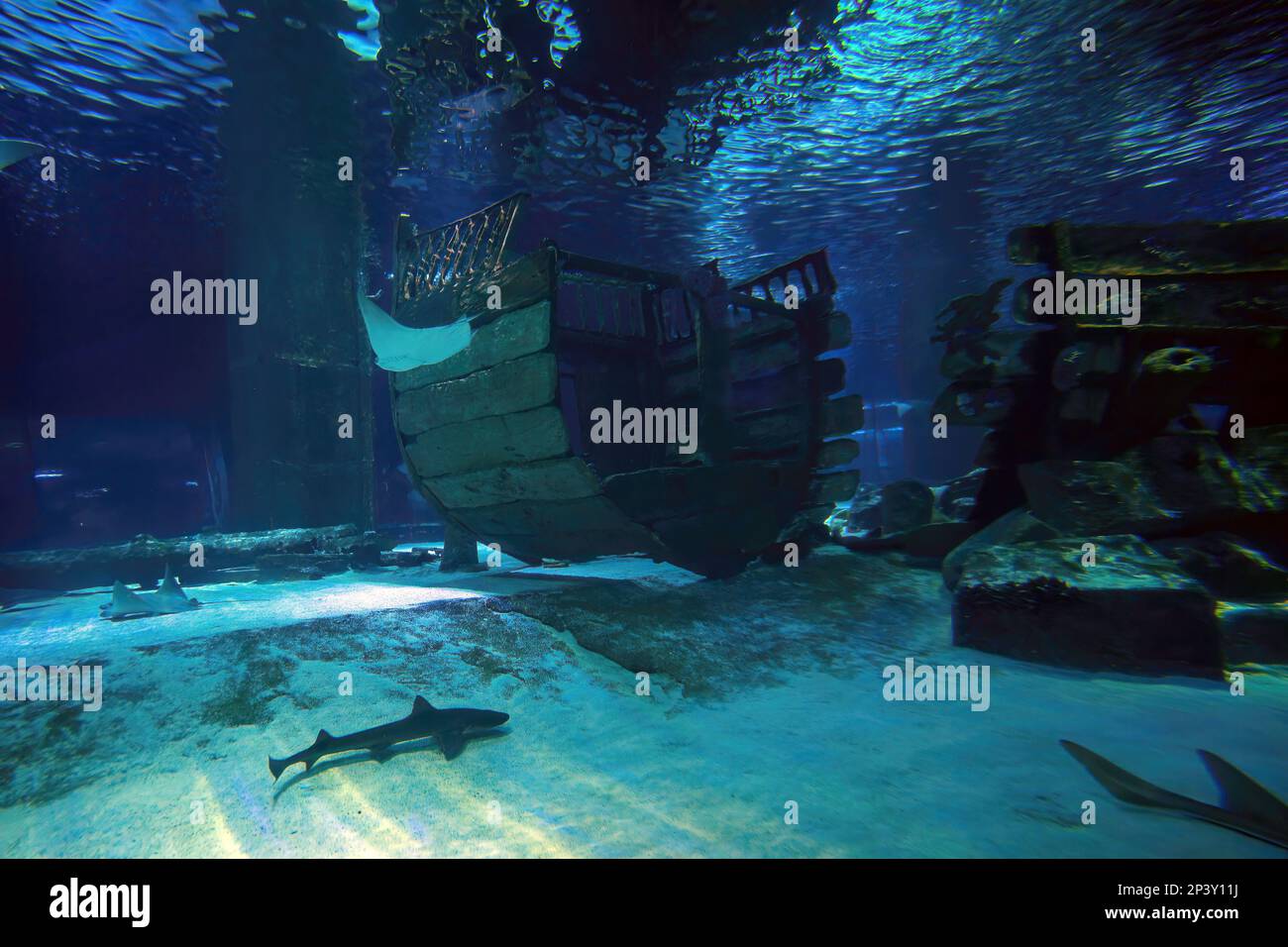Underwater view of fish swimming around a broken sunken ship Stock ...