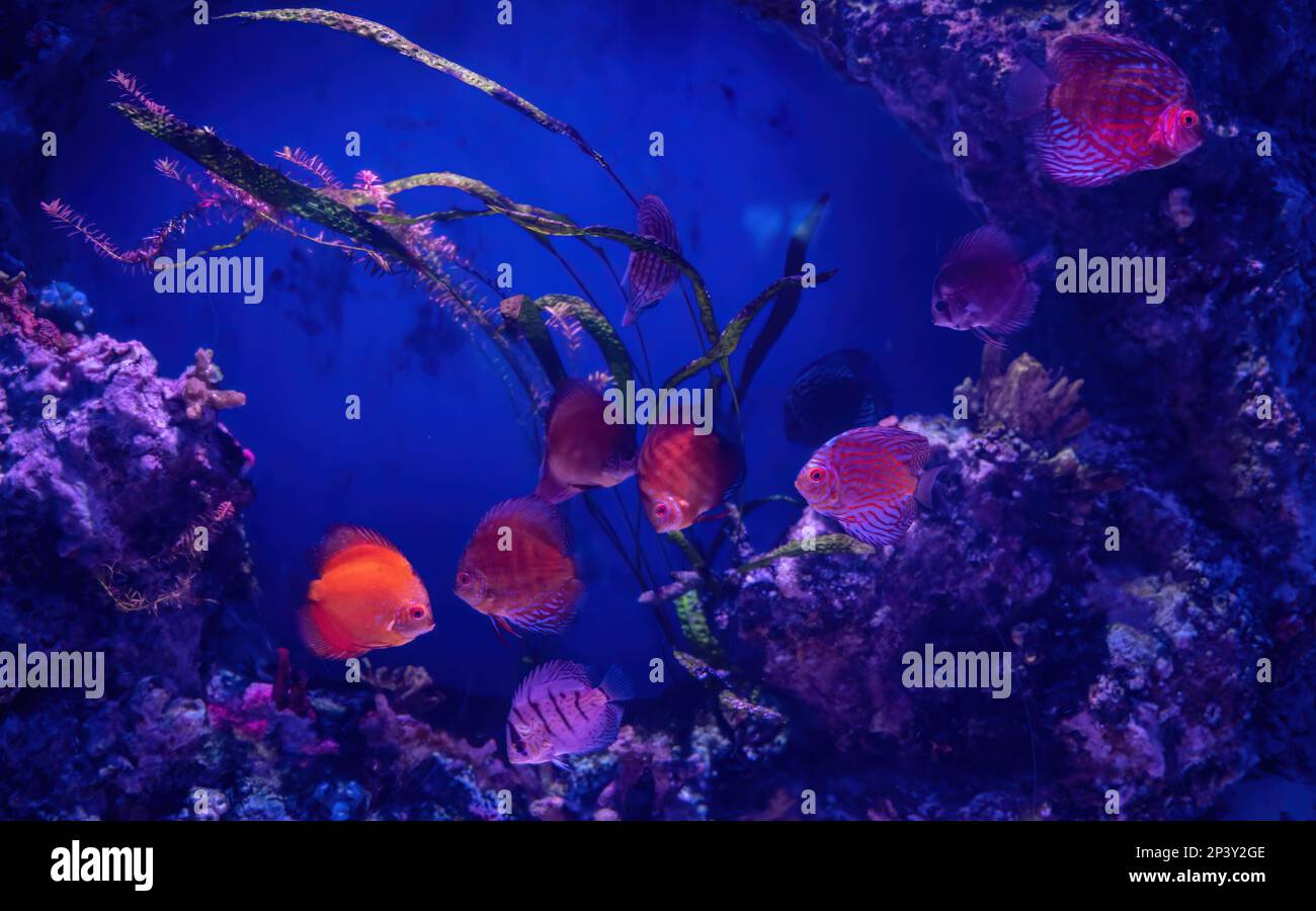 Red and yellow discus fish with other different kind of fishes swimming ...