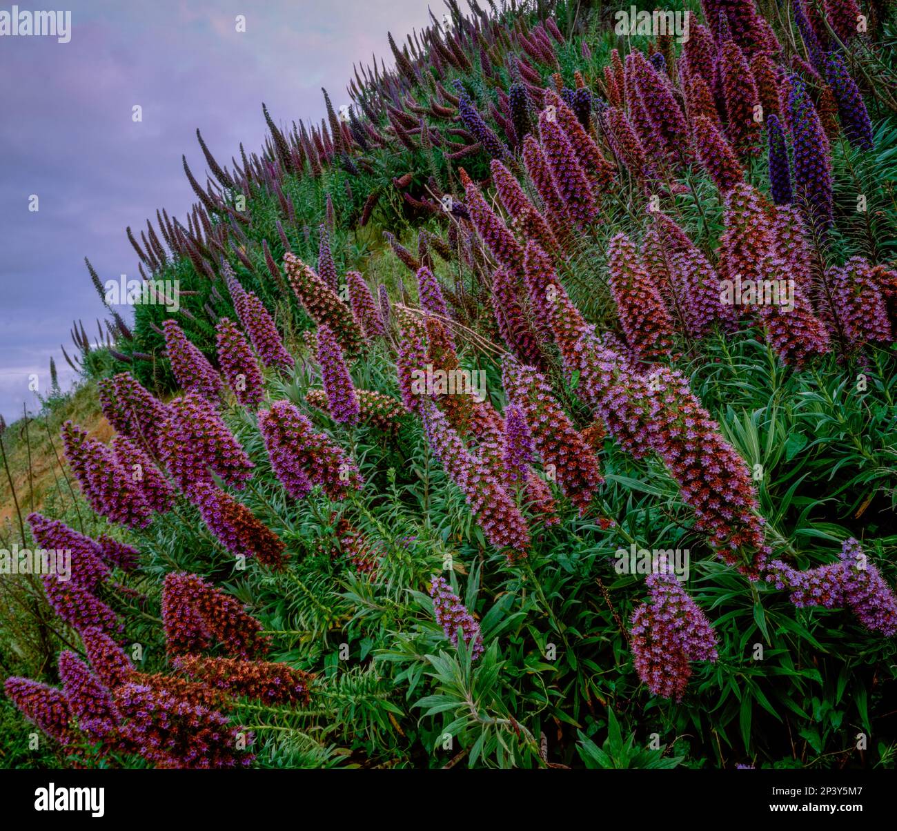 Echium, Pride of Madera, Mount Tamalpais State Park, Marin County ...