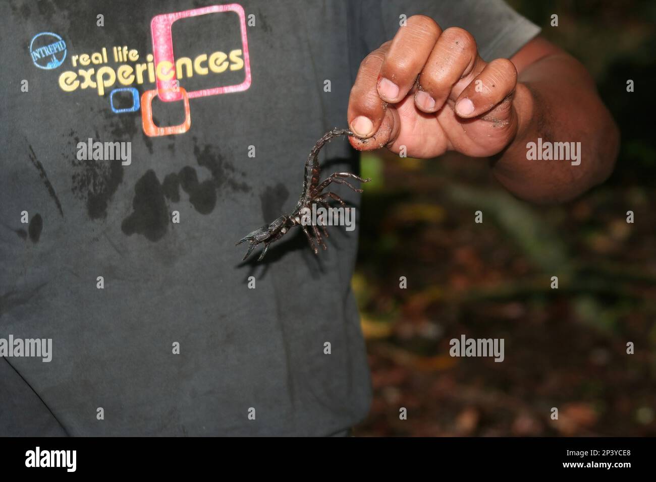 Eating spider man hi-res stock photography and images - Alamy