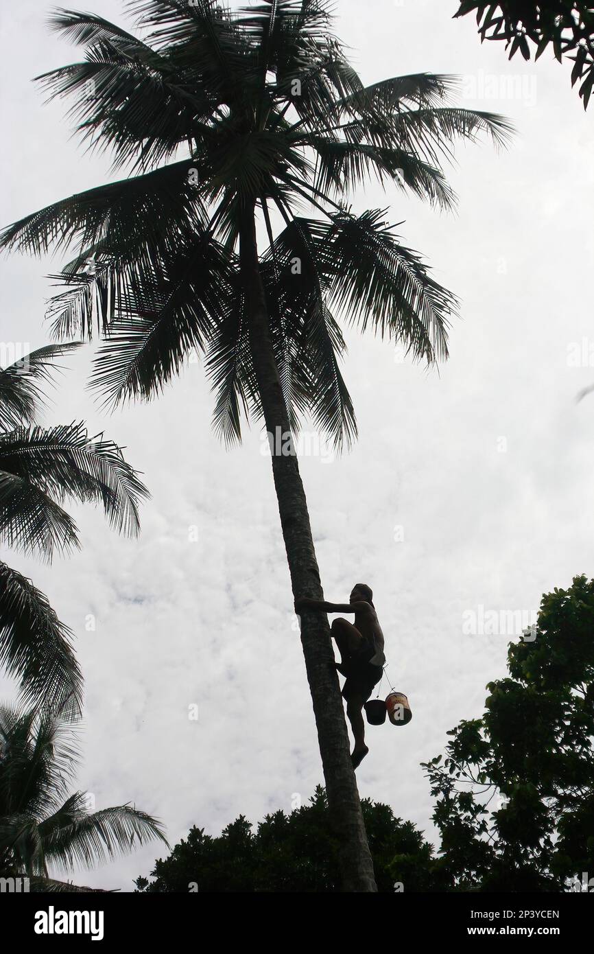 Photo of Man climbing coonut tree Indonesia Stock Photo - Alamy