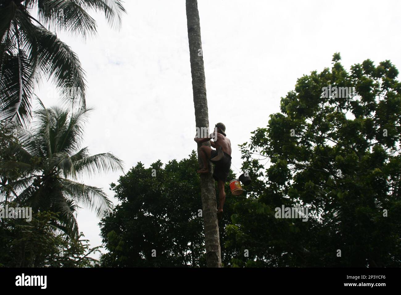 Photo of Man climbing coonut tree Indonesia Stock Photo - Alamy