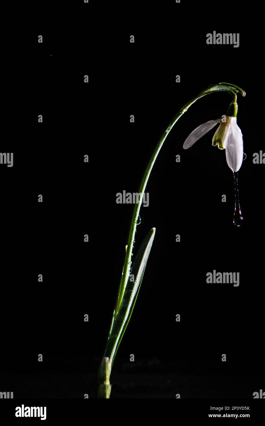 Tear stem hi-res stock photography and images - Alamy