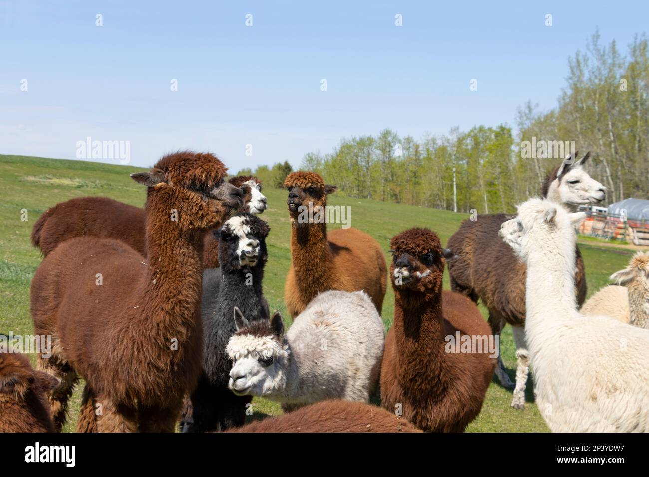 herd of alpaca Stock Photo - Alamy