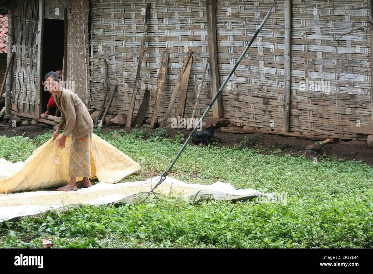 7-1-2009: Java,Indonesia: Photo of Woman sifting grain in country of ...