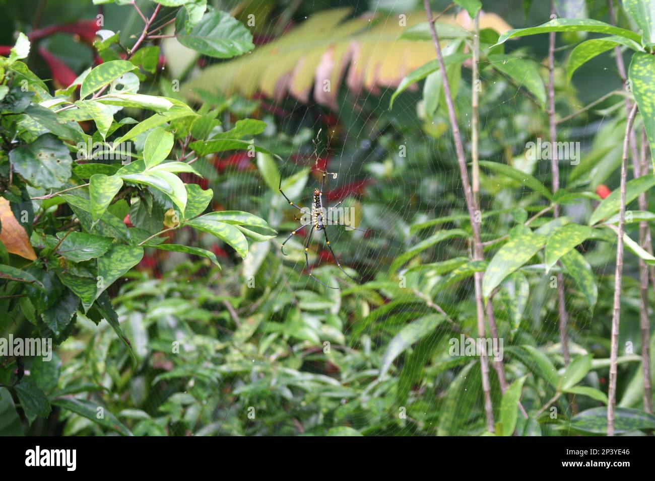 Photo of Spiders in forests of Indonesia Stock Photo - Alamy