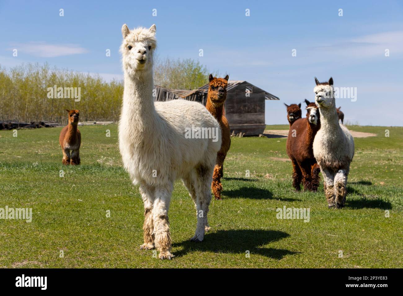alpacas walking towards camera Stock Photo - Alamy