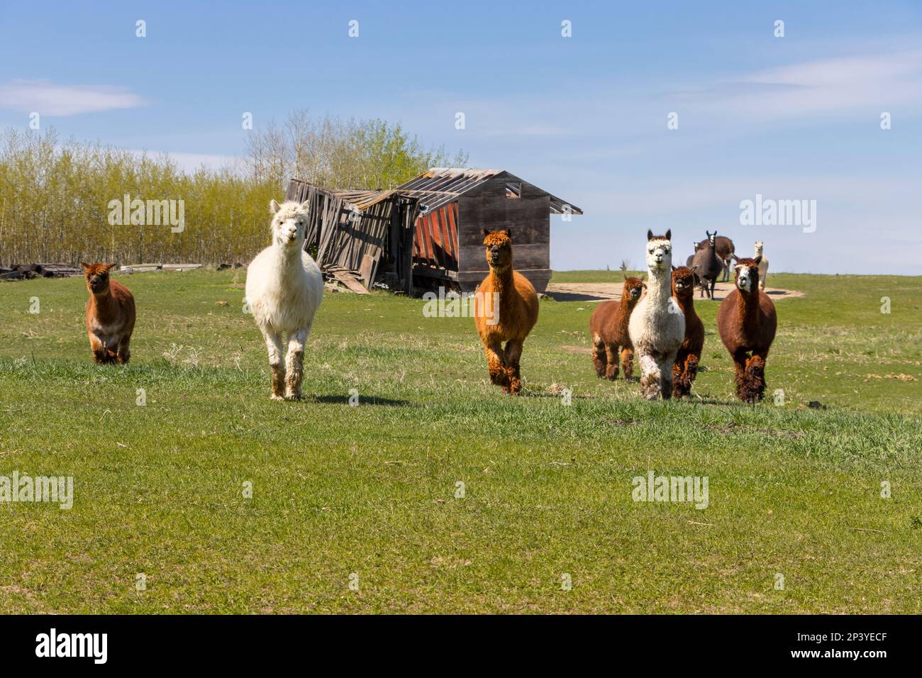 alpacas running towards camera Stock Photo - Alamy