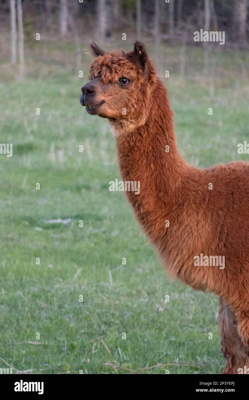 Alpaca headshot hi-res stock photography and images - Alamy