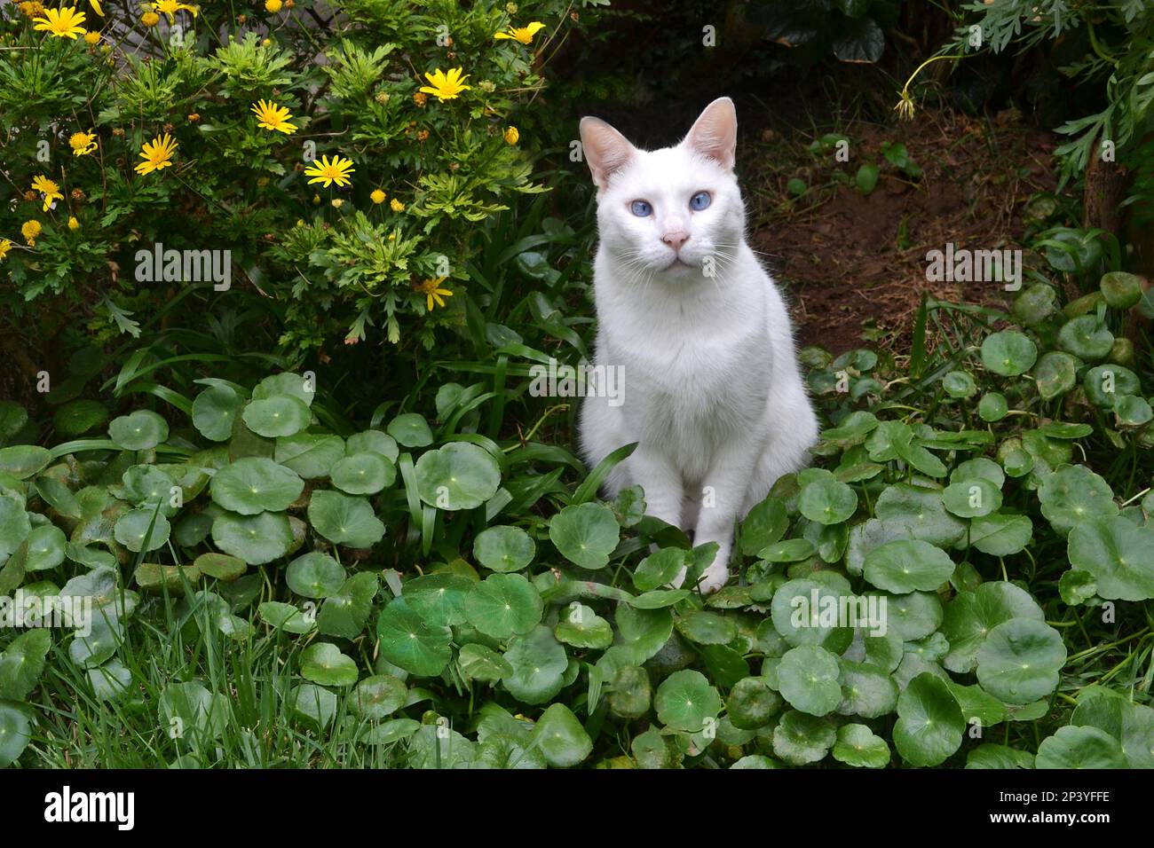 White female cat with blue eyes and squint, sitting in the middle of ...