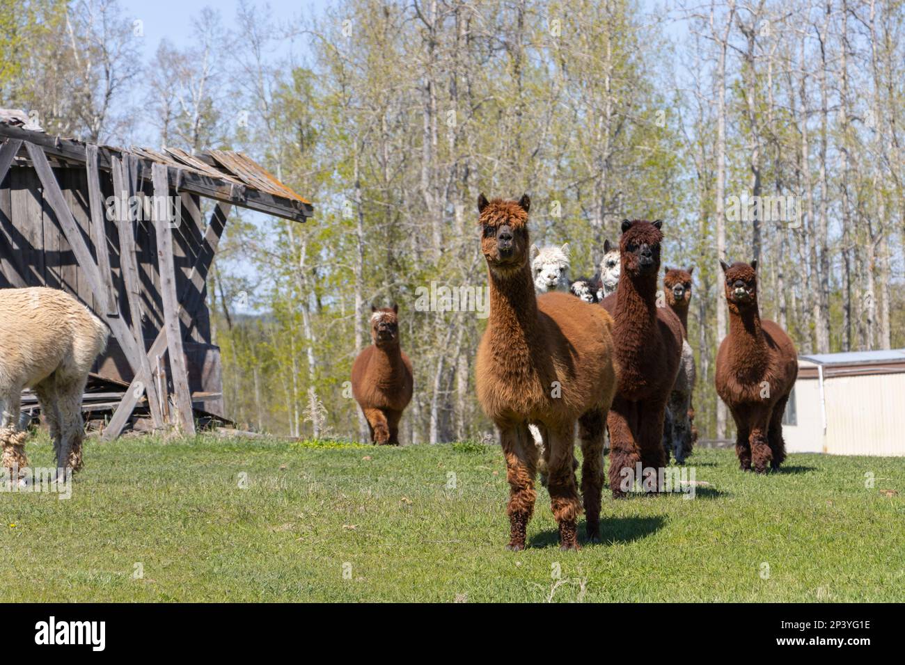 Group of alpaca hi-res stock photography and images - Alamy