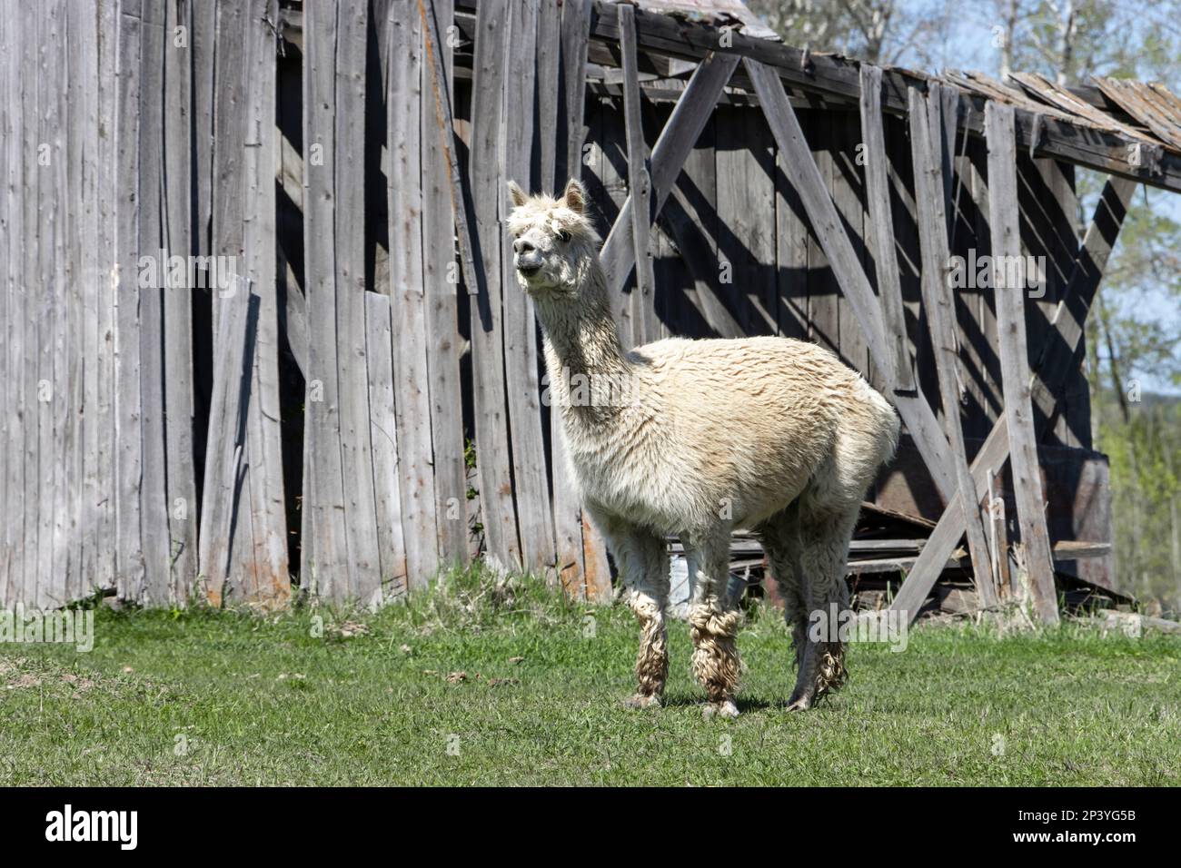 white alpaca by wood barn structure Stock Photo - Alamy