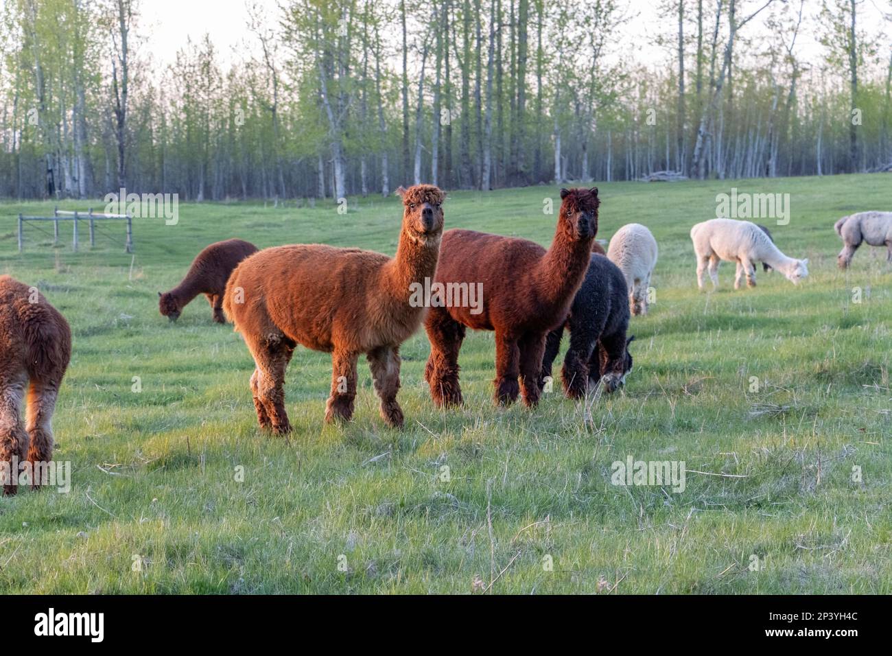 Group of alpaca hi-res stock photography and images - Alamy